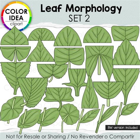 Leaf Morphology Science Clipart Set 2 By Color Idea Tpt