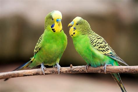 Rainbow Lorikeet Bird Britannica