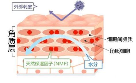 导致皮肤屏障受损的原因，如何科学修复？ 知乎