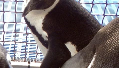 African Penguin And Seabird Sanctuary 2026 Alles Wat U Moet Weten