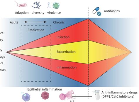 Overview Of Bronchiectasis Pathogenesis A Complex Interaction Between Download Scientific