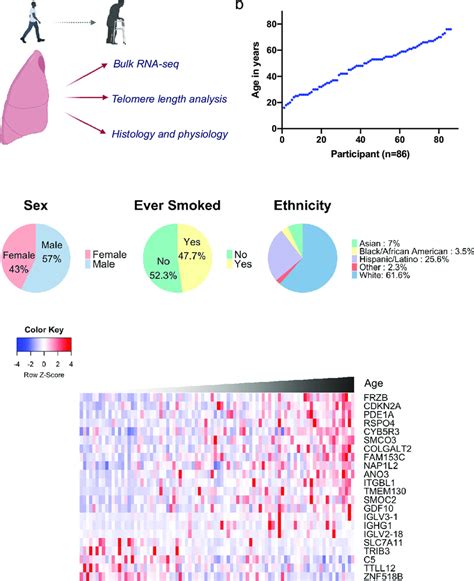 Rna Seq Reveals A Lung Specific Aging Signature A Schematic Of The Download Scientific Diagram