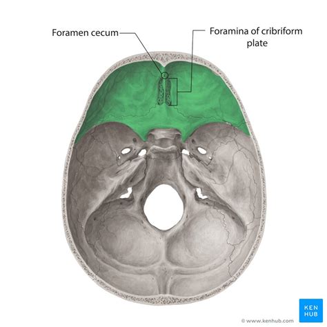 Olfactory Foramina Location Middle Cranial Fossa Boundaries