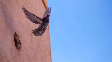 Premium Photo Low Angle View Of Pidgeon Flying Against Clear Blue Sky