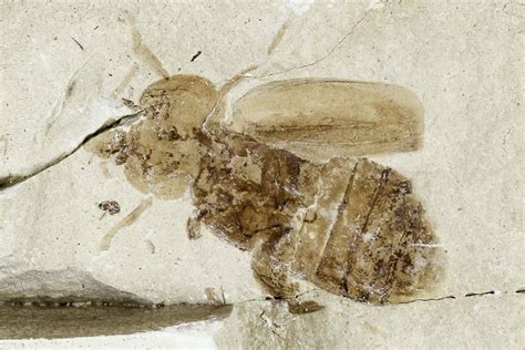 74 Fossil Beetle Coleoptera Green River Formation Utah 109122 For Sale