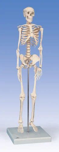 Mini Skeleton Models At ₹ 119900 Bone Set In Nashik Id 12874474533