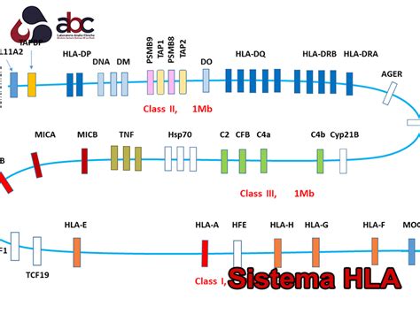 Sistema Hla Abc Laboratorio Analisi Cliniche