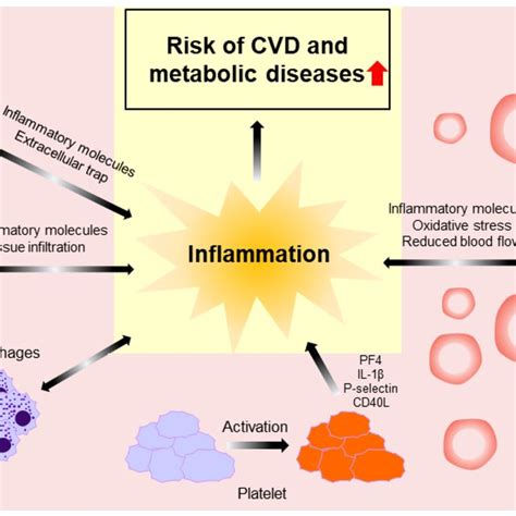 Schematic Diagram Showing The Pathophysiology Between Cbc Components Download Scientific