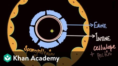 Microsporogenesis Reproduction Biology Khan Academy Youtube