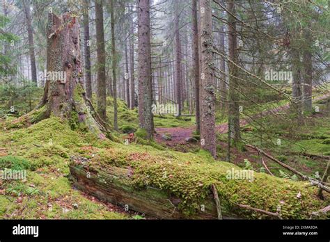 Natural Old Spruce Forest With A Moss Covered Tree Log And A Tree Stump