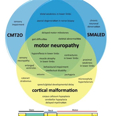 Genomic Vulnerability Profiling Reveals An Overview Of Phenotypes