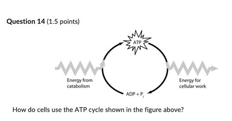 Solved Question Points How Do Cells Use The ATP Chegg Com