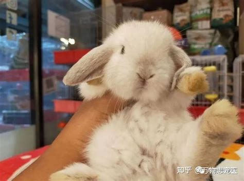宠物兔饲养不可忽视的事疫苗与驱虫篇 知乎