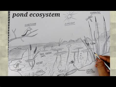Aquatic Ecosystem Drawing Untitled Document
