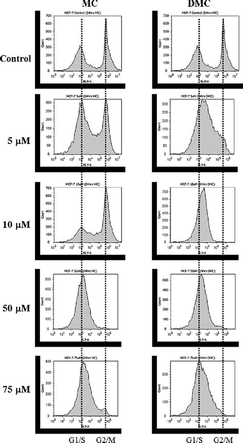 Figure 5 From Mitomycin C And Decarbamoyl Mitomycin C Induce P53 Independent P21waf1cip1