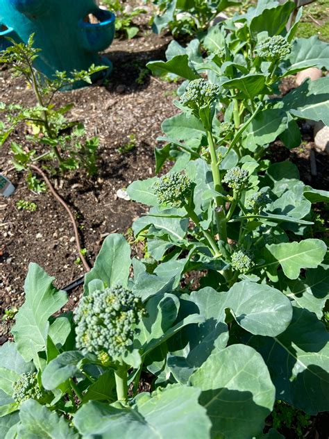 Organic Broccolini Seeds For 2024 2025 10 15 Seeds Small Heads Of