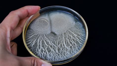 Bacillus Subtilis The Definitive Guide Market Tay