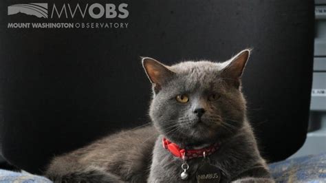 New Cat Named Nimbus Settles In At Mount Washington