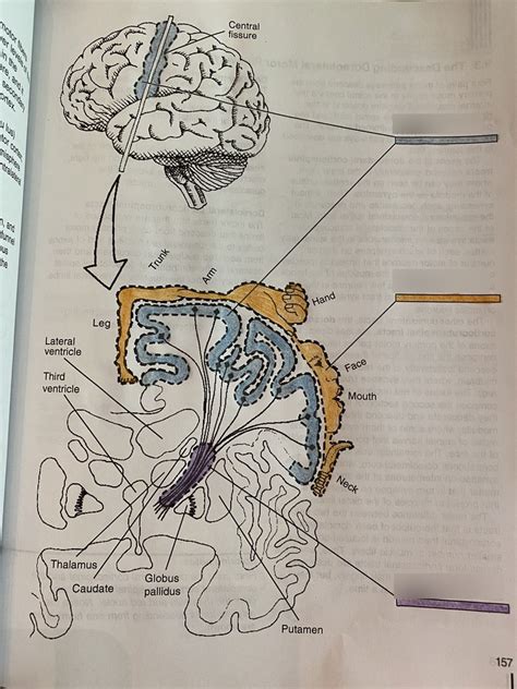 Primary Motor Cortex Diagram Quizlet
