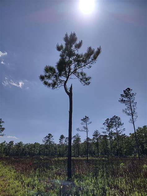 This Pine Tree Surviving And Persisting Despite Losing Its Top R