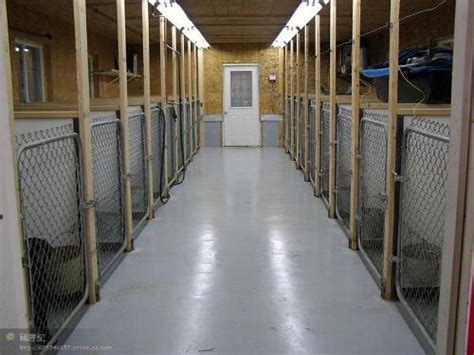 室内犬舍 犬舍室内 伤感说说吧