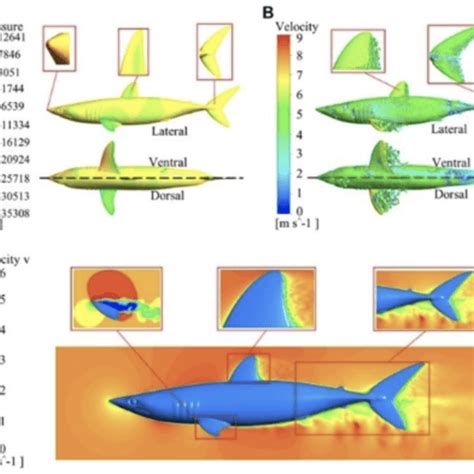 The Hydrodynamic Advantages Of Shark Scales Bioengineering Hyperbook