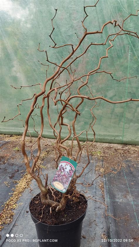 Home Bgplant Разсадник декоративни иглолистни растения Горанови