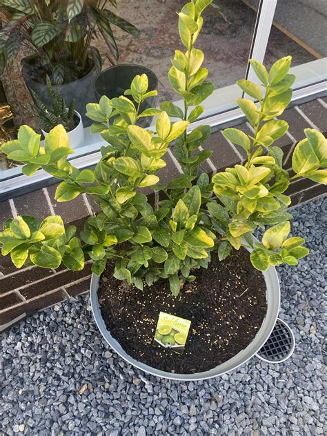 Whats Wrong With My Lime Tree Leaves Are Discoloured R GardeningAustralia