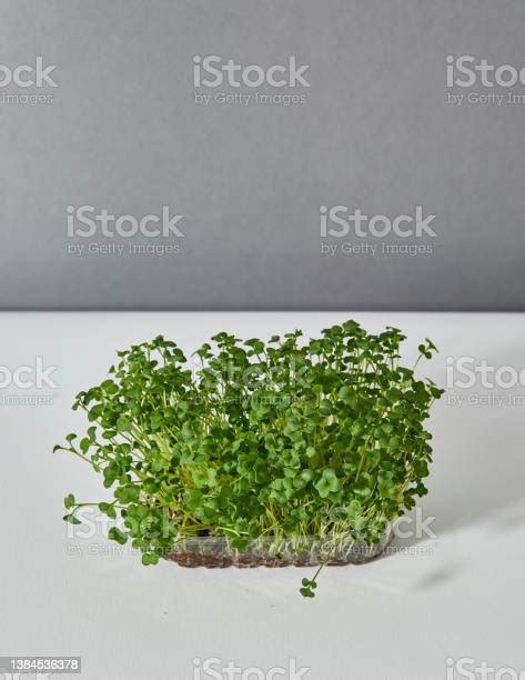 흰색 배경에 고립 된 플라스틱 상자에 배치 된 신선한 마이크로 녹색 물냉이의 전체 길이 텍스트 공간입니다 건강한 식생활에 대한 스톡 사진 및 기타 이미지 Istock