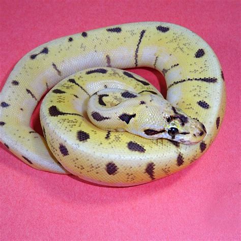 Enchi Spinner Blast Ball Python Hatchling