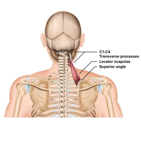 Levator Scapulae Origin Insertion Actions The Wellness Digest