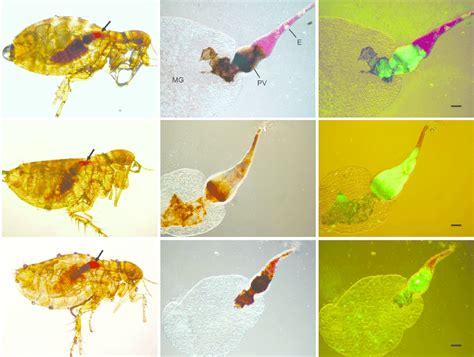 Y Pestis Causes Complete Proventricular Blockage In O Montana Fleas Download Scientific