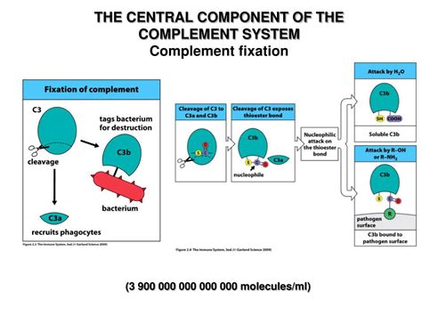 Ppt The Complement System Powerpoint Presentation Free Download Id 3335108
