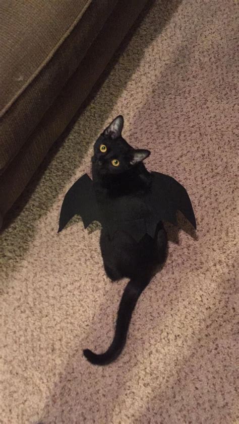 Can You Find The Hidden Toothless Cat On This Picture R Catsnamedtoothless