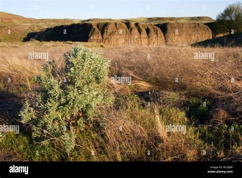 Desert Meadows Of Sagebrush And Grass Above Palouse Falls In Palouse