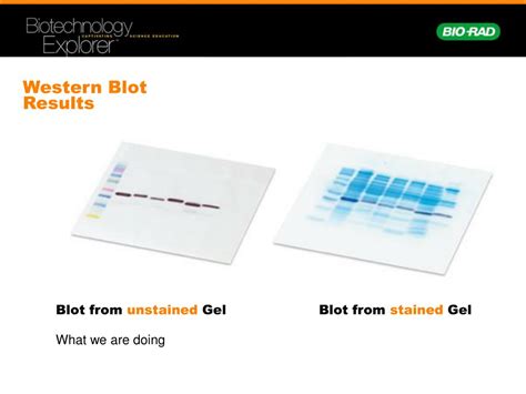 Ppt Comparative Proteomics Kit Ii Western Blot Analysis Module