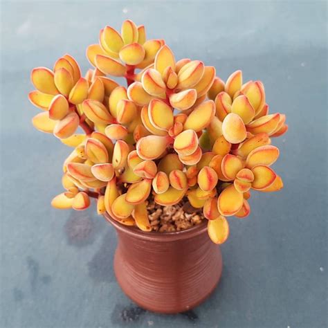 로게르시캔디다육밴드다육식물다육이동화나라다육취미힐링 Succulent Garden Diy Succulents