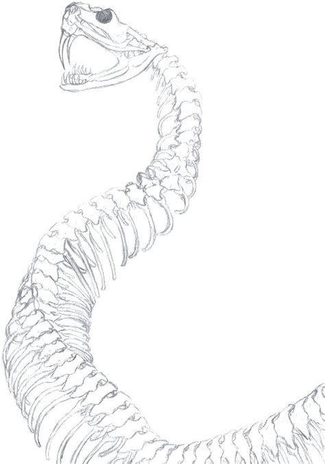 Snake Skeleton Drawing At PaintingValley Com Explore Collection Of Snake Skeleton Drawing