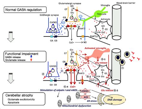 Overview Of The Possible Synaptic Consequences Of Decreased Gaba Download Scientific Diagram