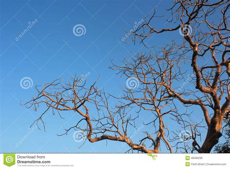 Isolated Dry Tree Bances Stock Photo Image Of Isolated 48460236
