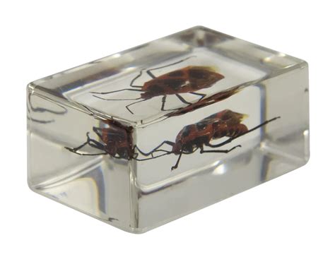 Celestron 3d Bug Specimen Kit No 1 Prepared Biological Slides And Specimens Specimens And Pre
