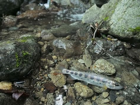 遊漁券いらない兵庫越知川でヤマメ渓流釣り警察は家出と問われた