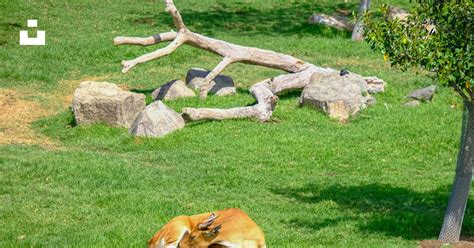 무성한 녹색 들판 위에 누워 있는 갈색과 흰색 암소 사진 Unsplash의 무료 풀 이미지