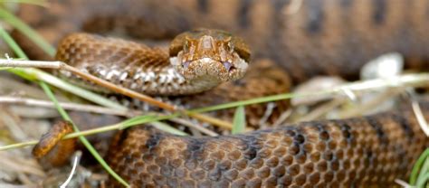 The Deadly Asp Critter Science