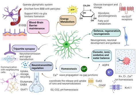 Healthy Astrocyte Function In Cns Biorender Science Templates