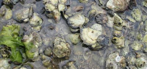 Shellfish Pollution