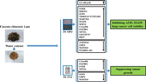 用于研究药用菟丝子植物抗肺癌活性的 Rna Seq 转录组分析 British Journal Of Nutrition X Mol