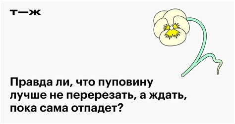 Отсроченное пережатие пуповины чем полезно для новорожденного риски отзывы врачей