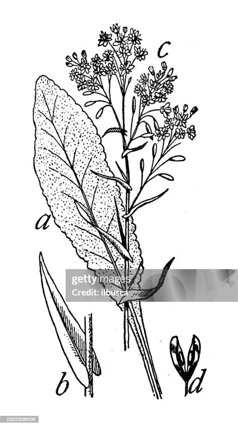 Woad Isatis Tinctoria High Res Vector Graphic Getty Images