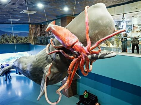 Largest Squid Ever Recorded Will Shock You Largest Squid Ever Recorded Will Shock You